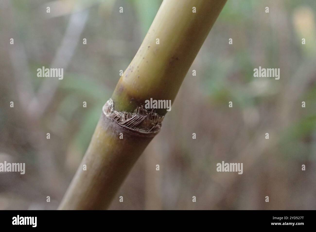 switch cane (Arundinaria tecta Stock Photo - Alamy