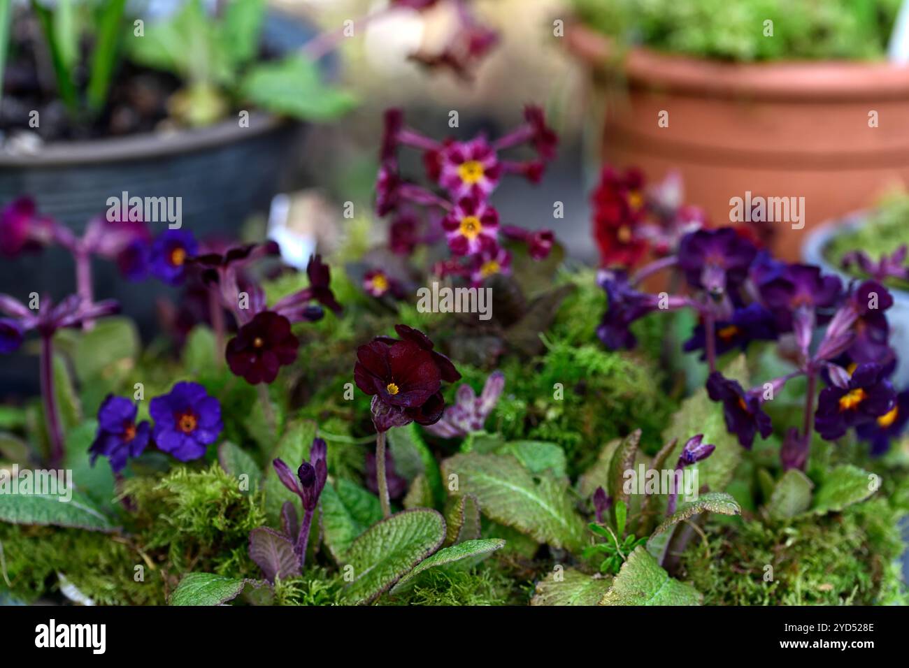 mixed primula display,mixed primrose display,primula old port, primula ...