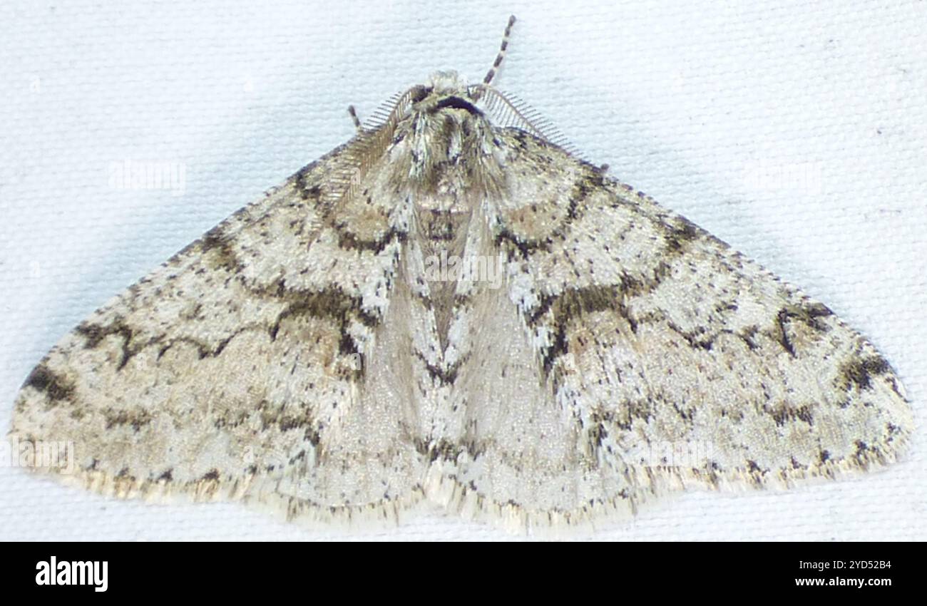 Toothed Phigalia Moth (Phigalia denticulata Stock Photo - Alamy