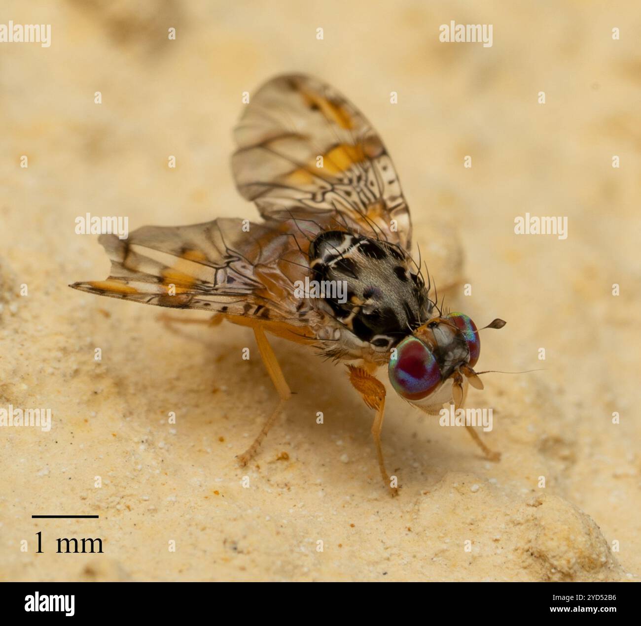 Mediterranean Fruit Fly (Ceratitis capitata Stock Photo - Alamy