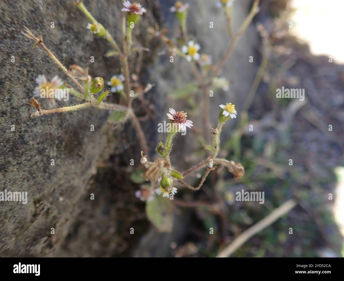 shaggy soldier (Galinsoga quadriradiata Stock Photo - Alamy