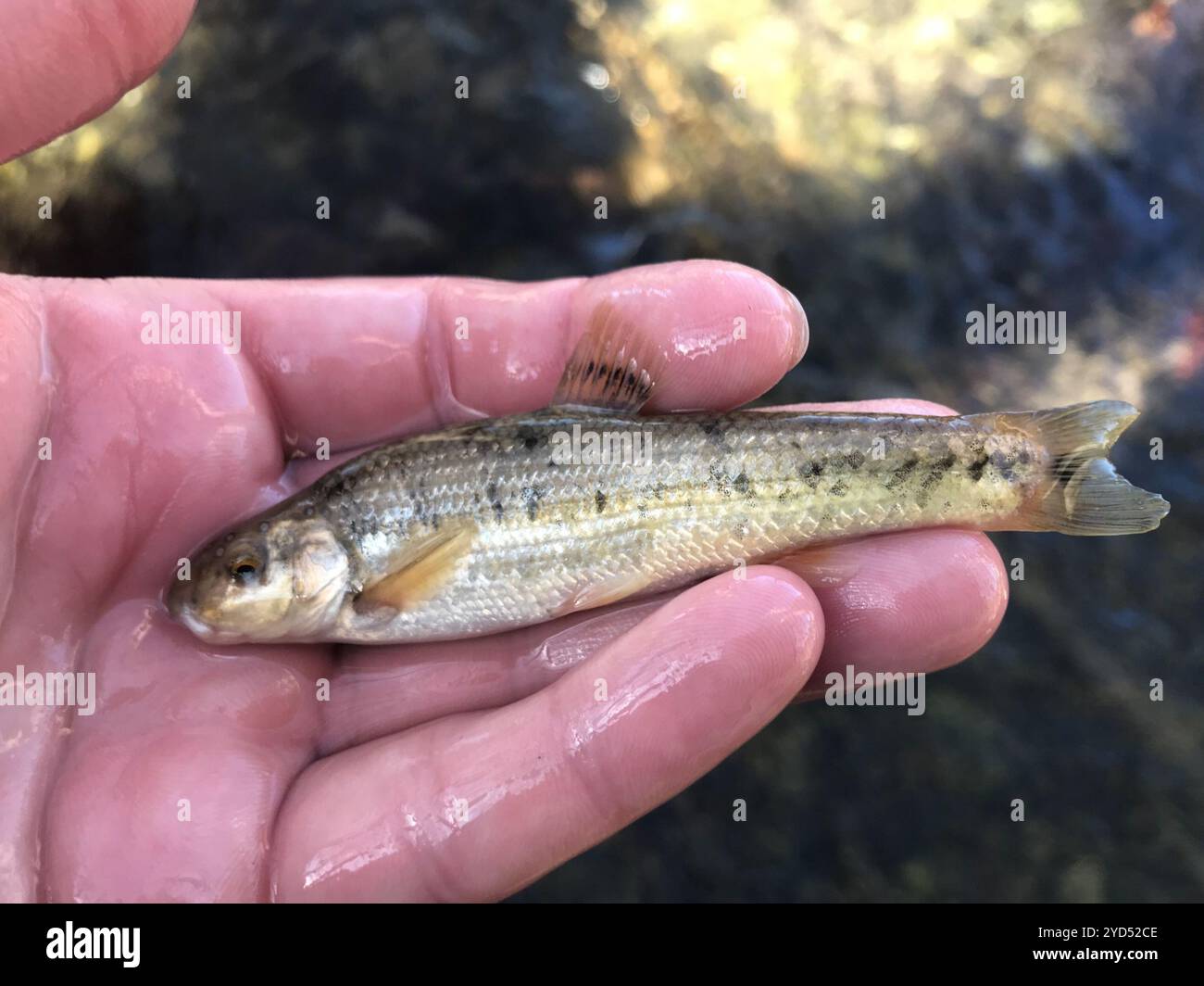 Central Stoneroller (Campostoma anomalum Stock Photo - Alamy