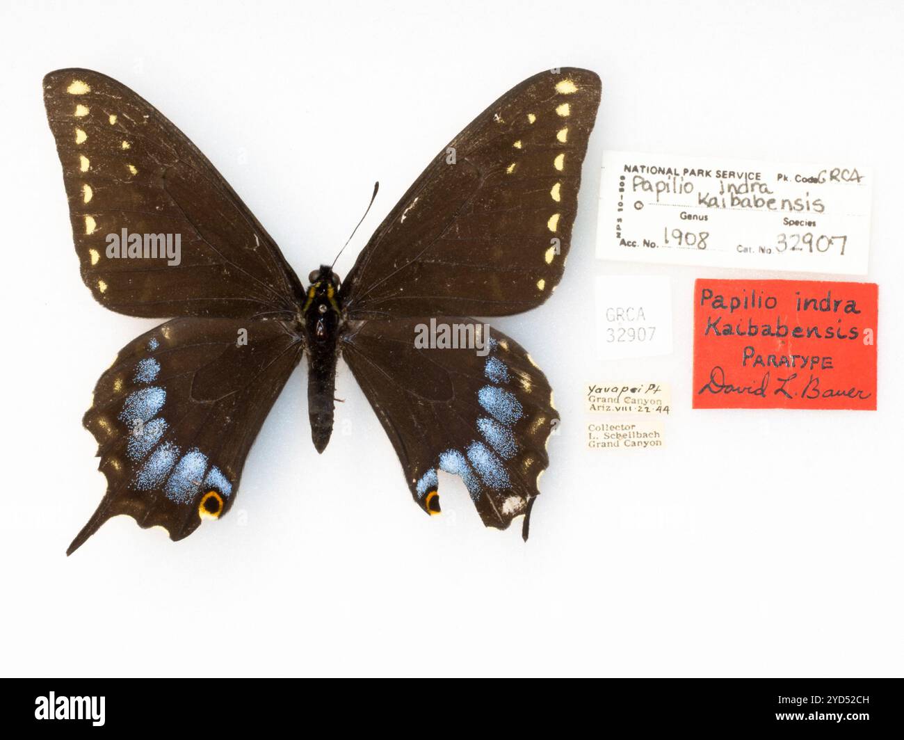 Indra Swallowtail (Papilio indra Stock Photo - Alamy
