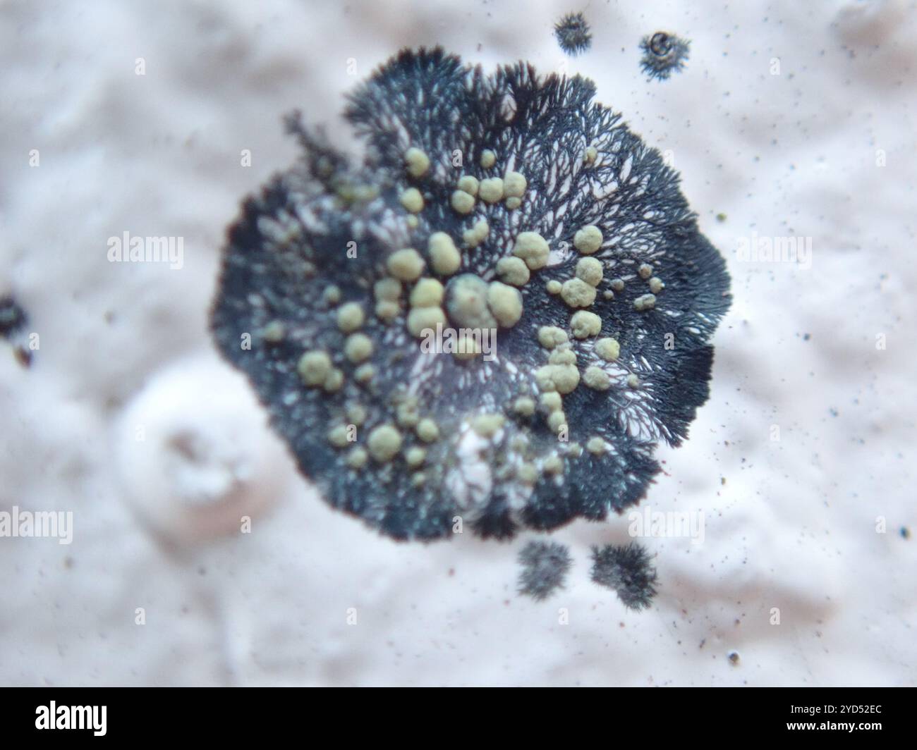 Ascomycete Fungi (Ascomycota Stock Photo - Alamy