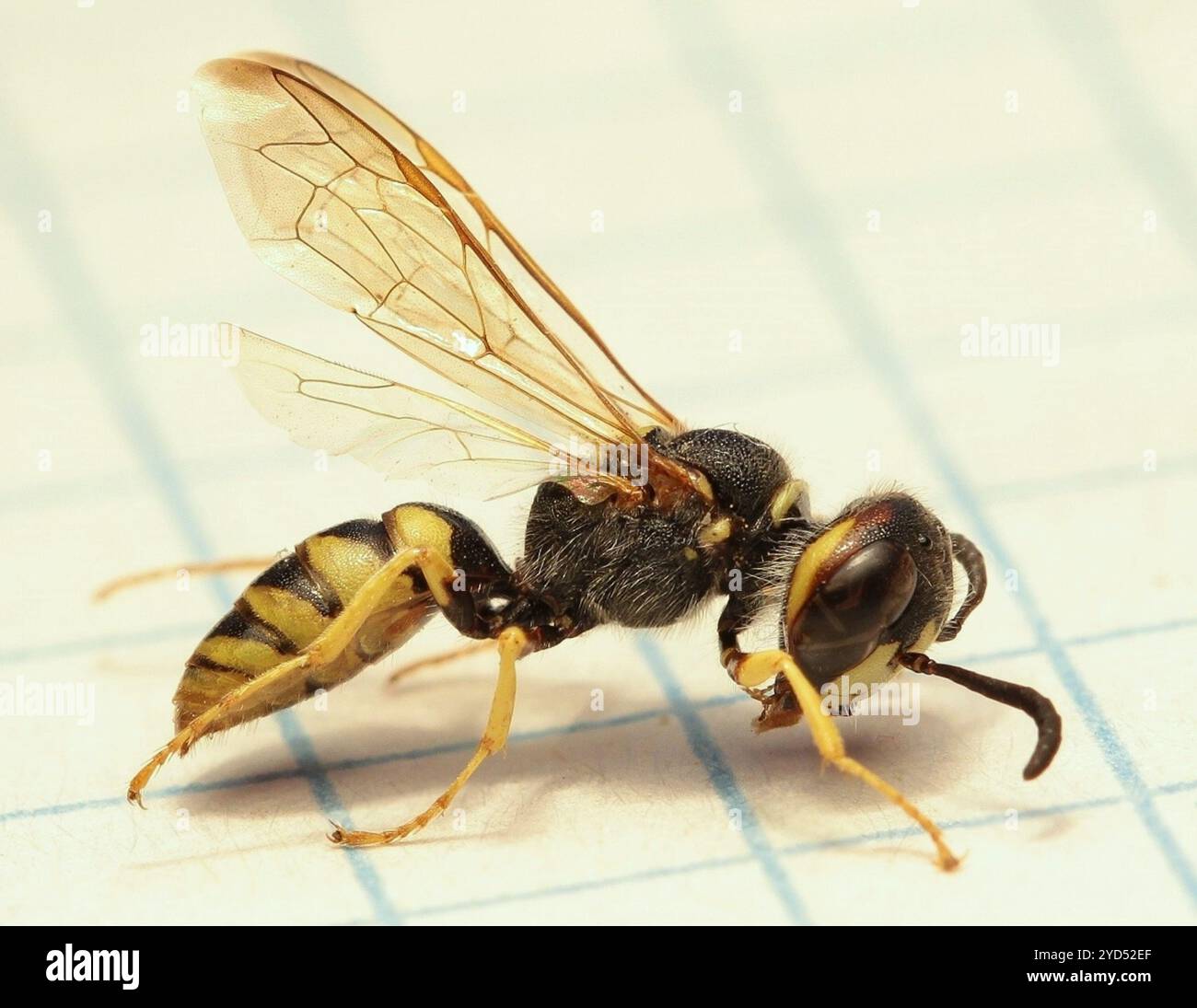 European beewolf (Philanthus triangulum Stock Photo - Alamy