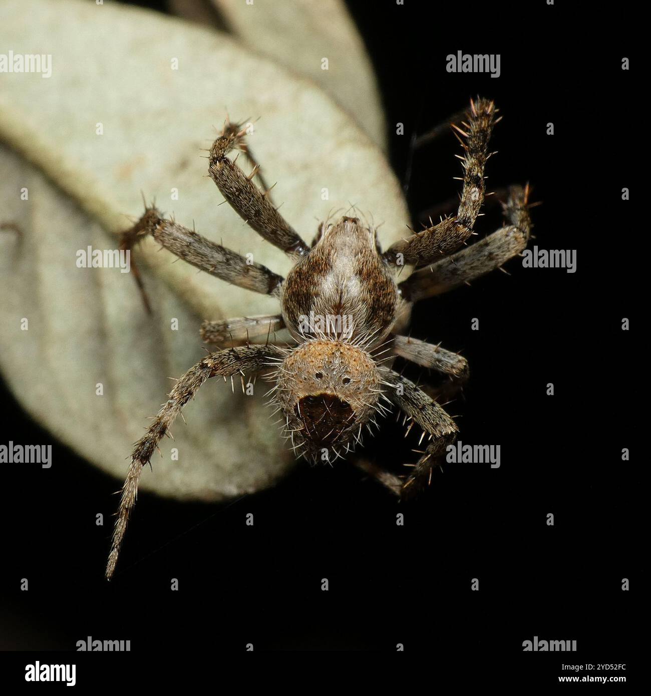 Black-spotted Araneus Hairy Field Spider (Araneus nigroquadratus Stock ...