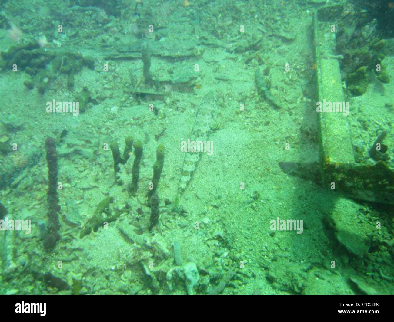 Sand Diver (Synodus intermedius Stock Photo - Alamy
