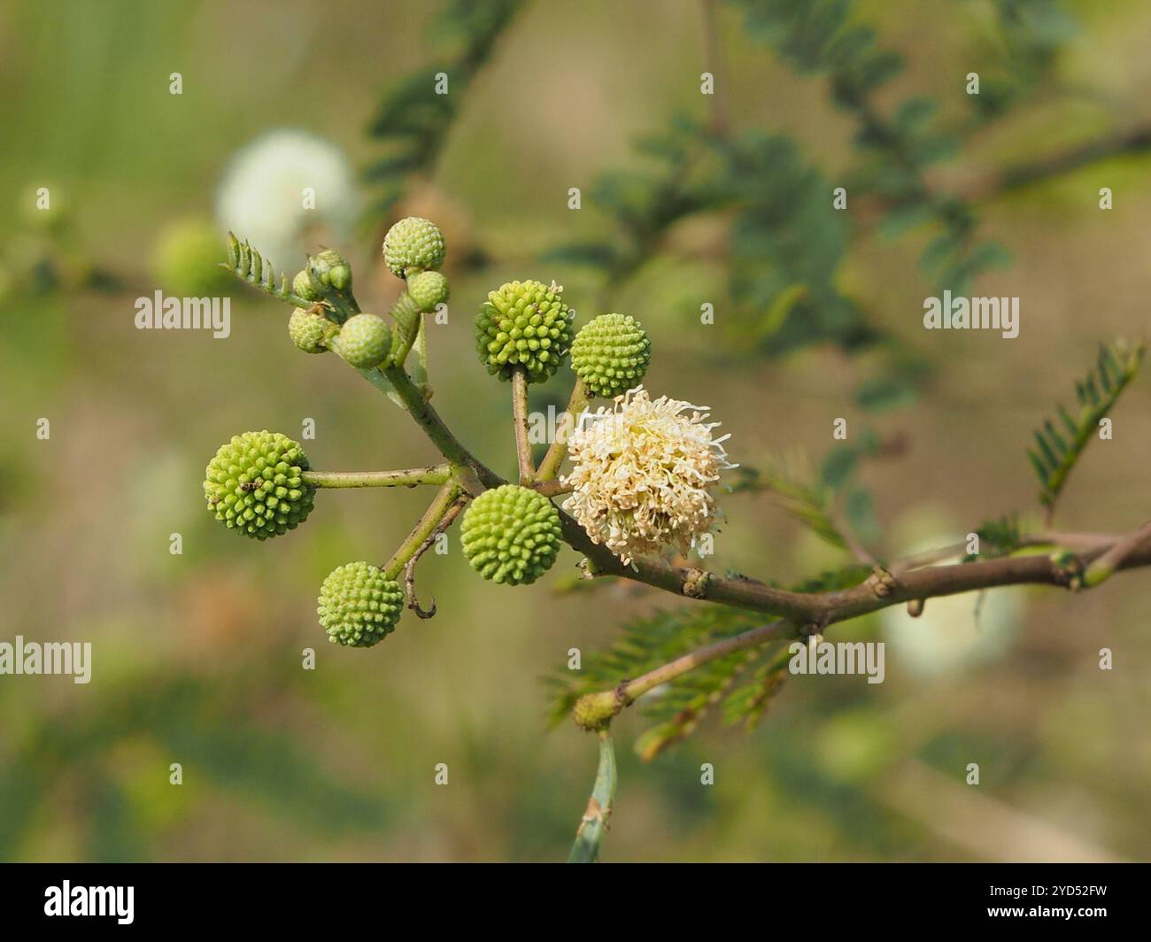 White leadtree (Leucaena leucocephala Stock Photo - Alamy
