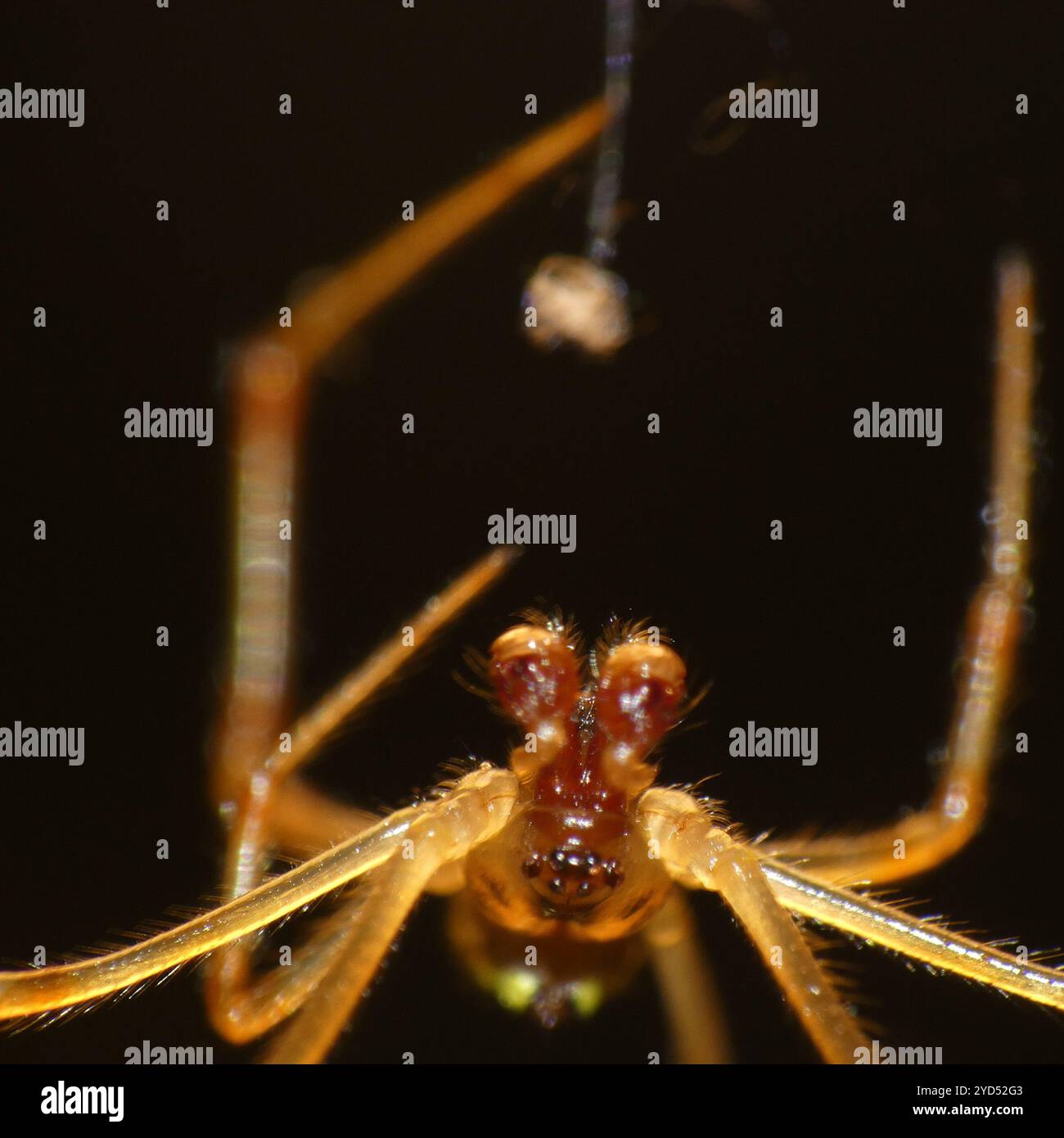 Comb-footed Spiders (Theridiidae Stock Photo - Alamy