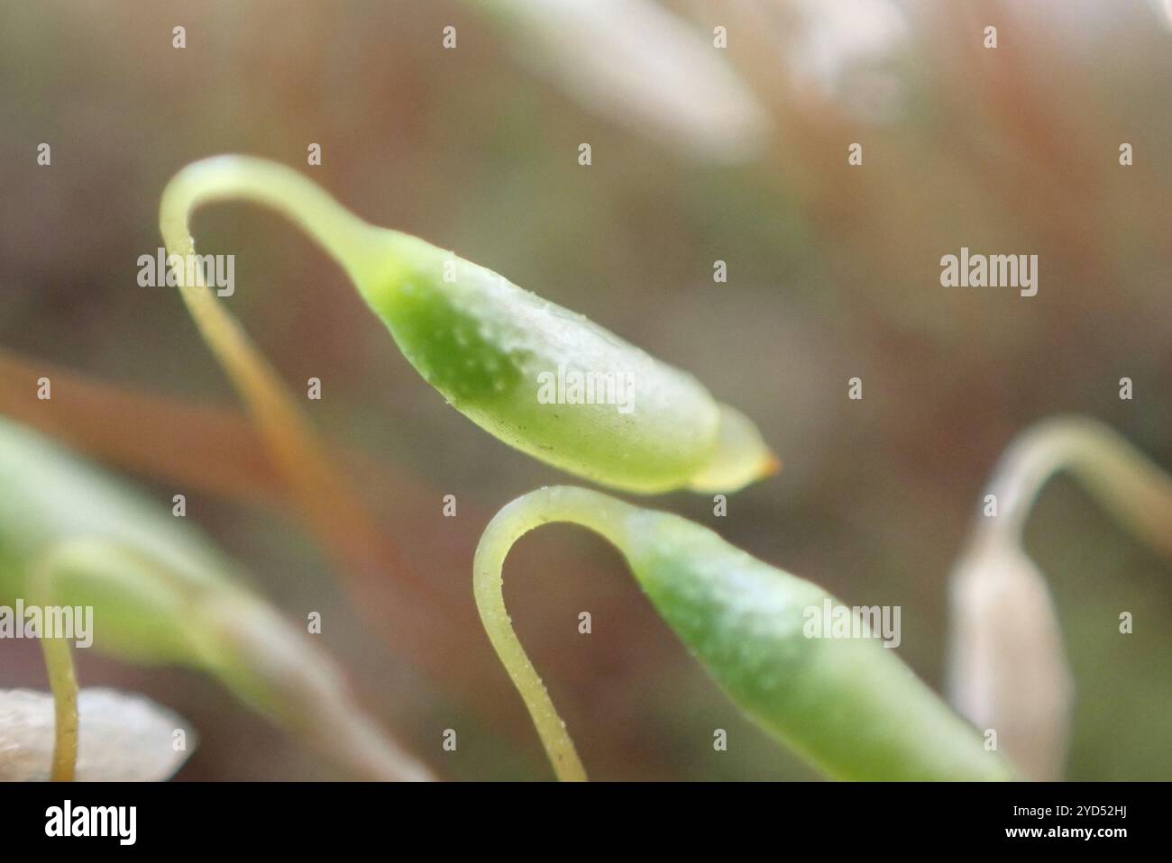 Capillary Thread-moss (Ptychostomum capillare Stock Photo - Alamy