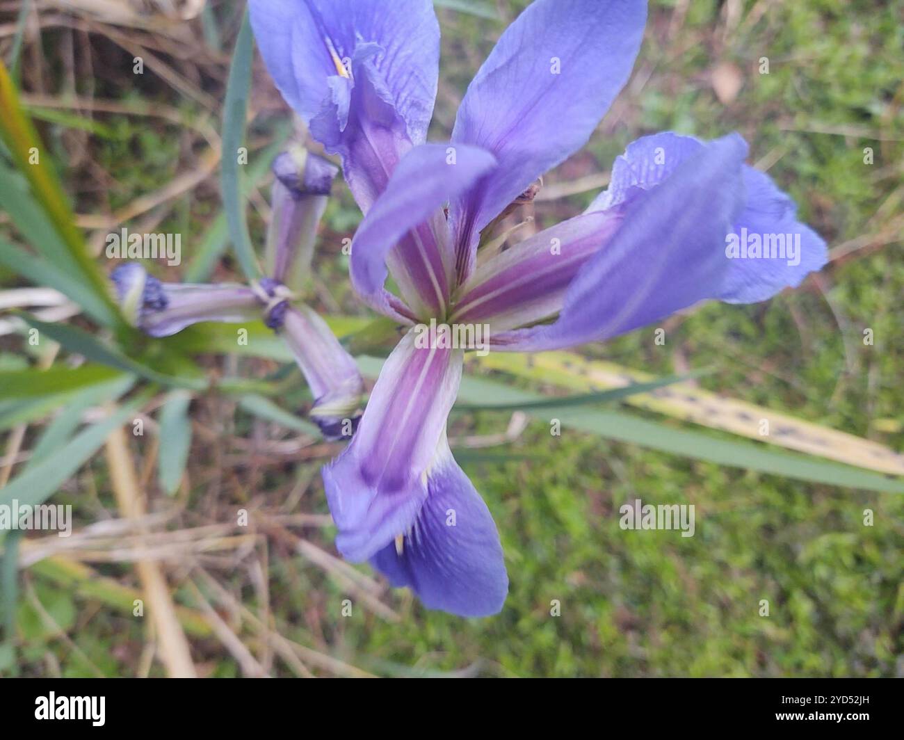Common Beardless Irises (Limniris Stock Photo - Alamy