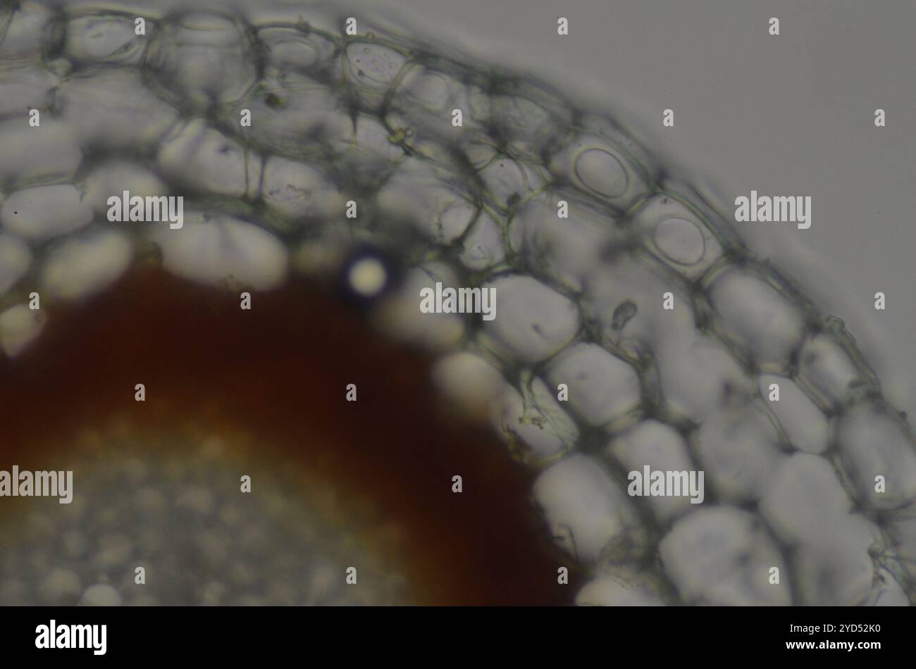 Papillose peatmoss hi-res stock photography and images - Alamy