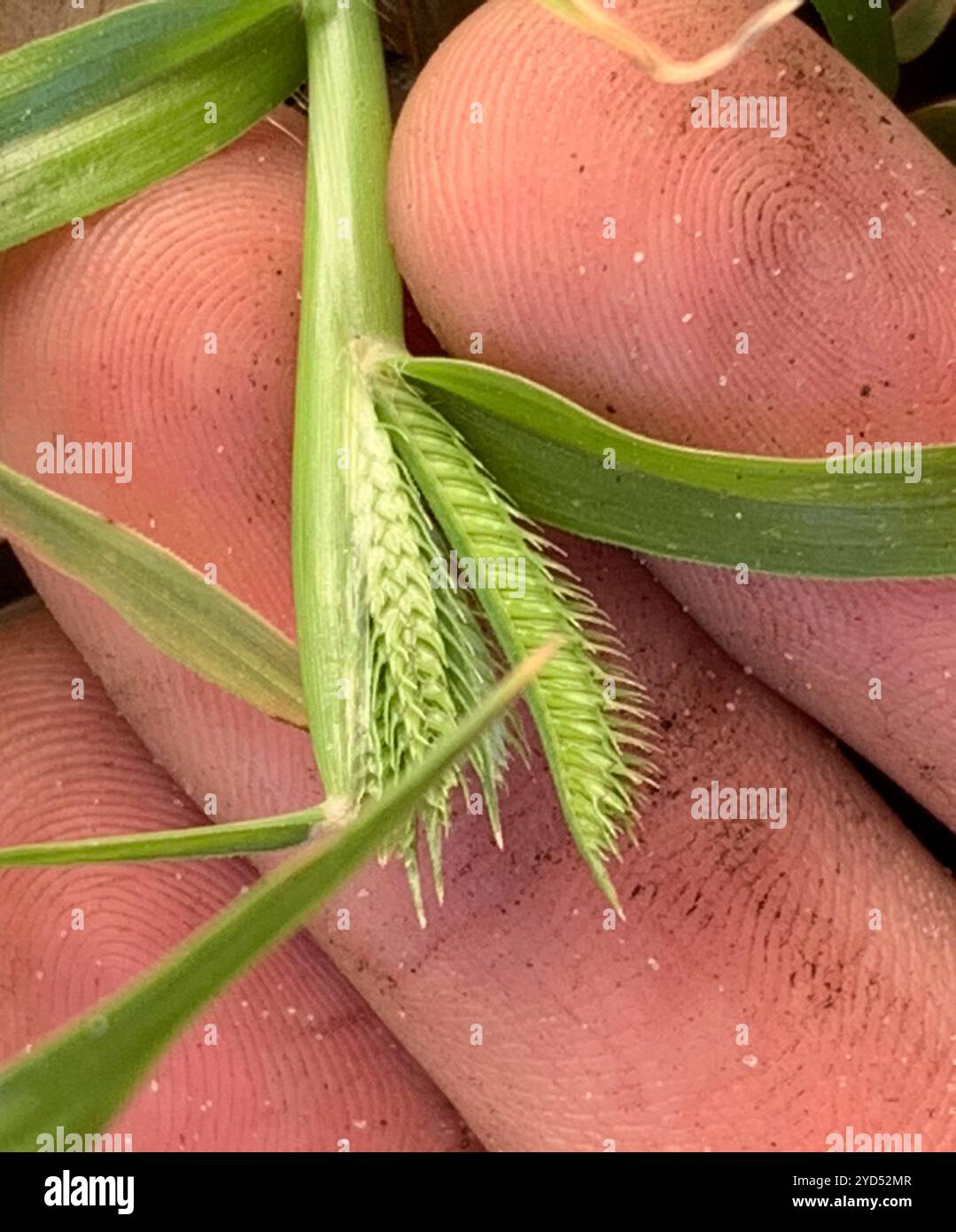 Durban Crowfoot (Dactyloctenium aegyptium Stock Photo - Alamy