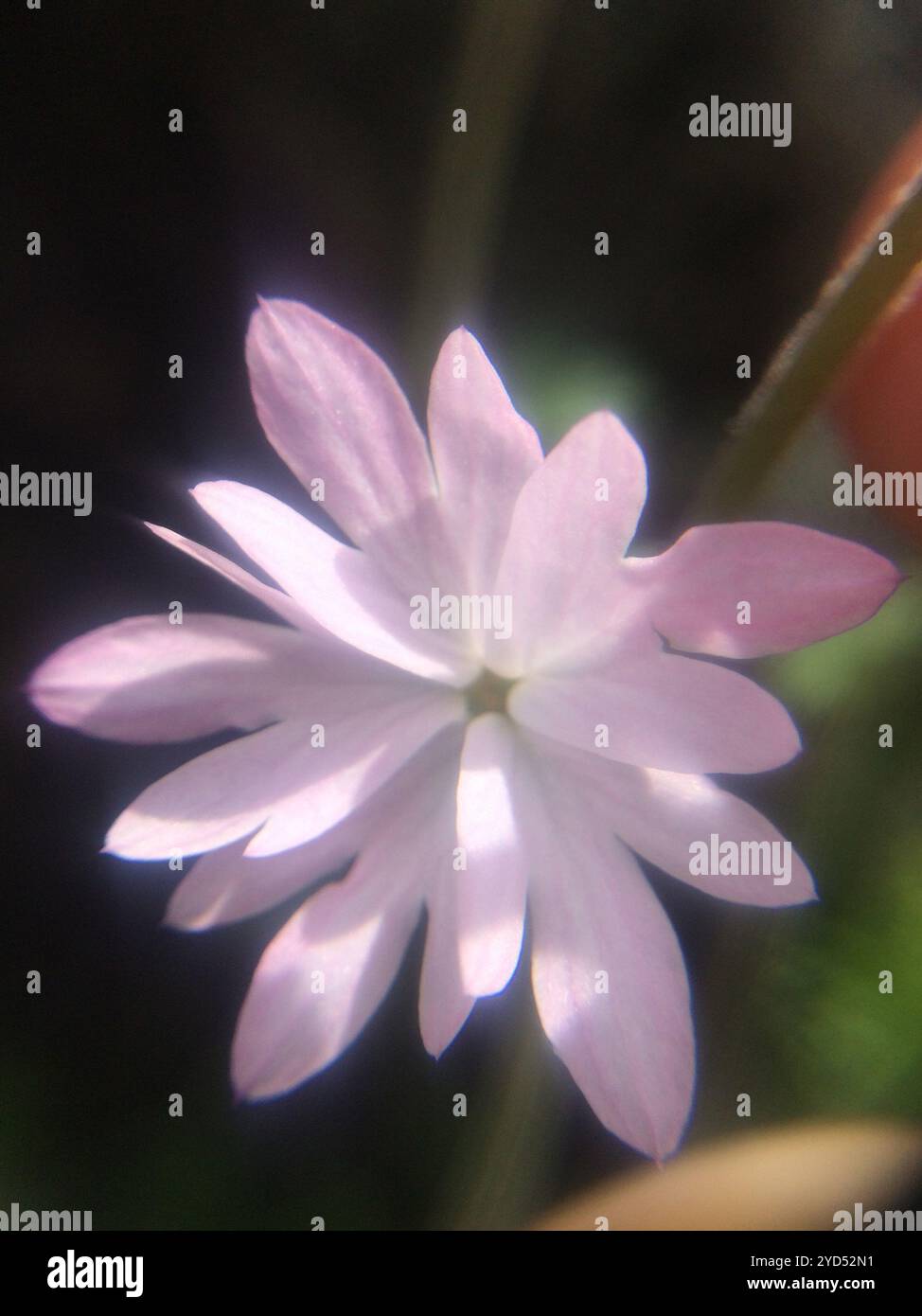 smallflower woodland star (Lithophragma parviflorum Stock Photo - Alamy