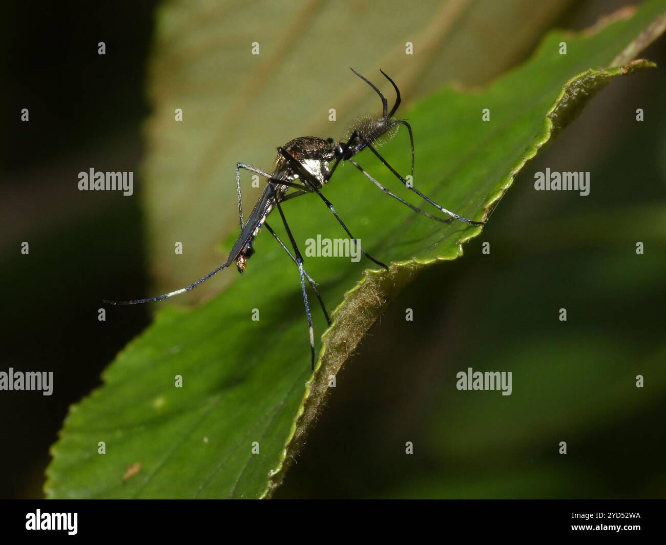 Elephant Mosquitoes (Toxorhynchites Stock Photo - Alamy