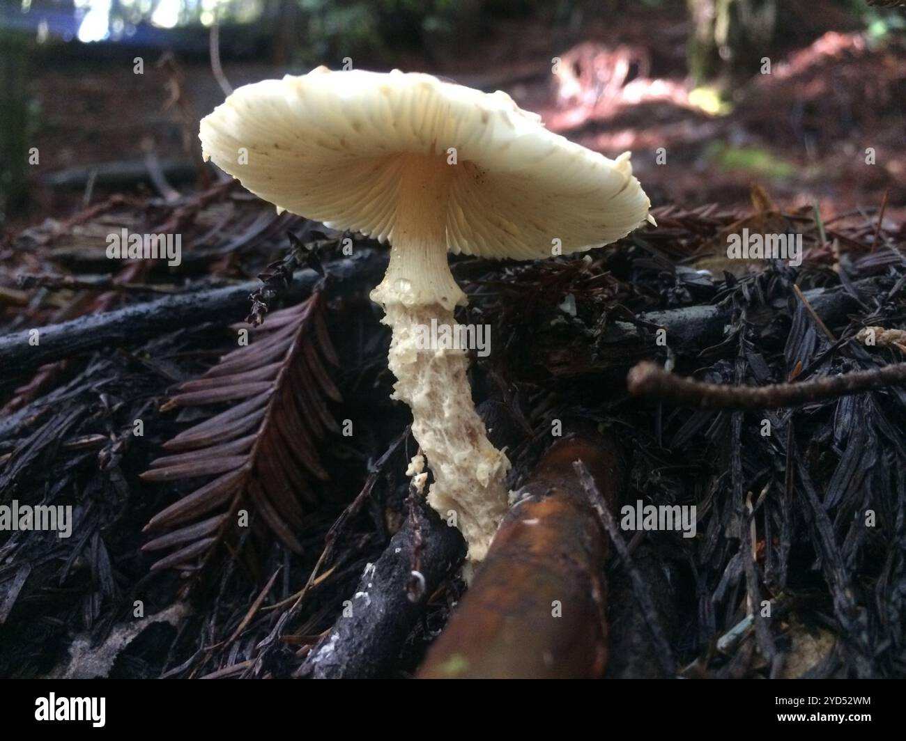 yellowfoot dapperling (Lepiota magnispora Stock Photo - Alamy