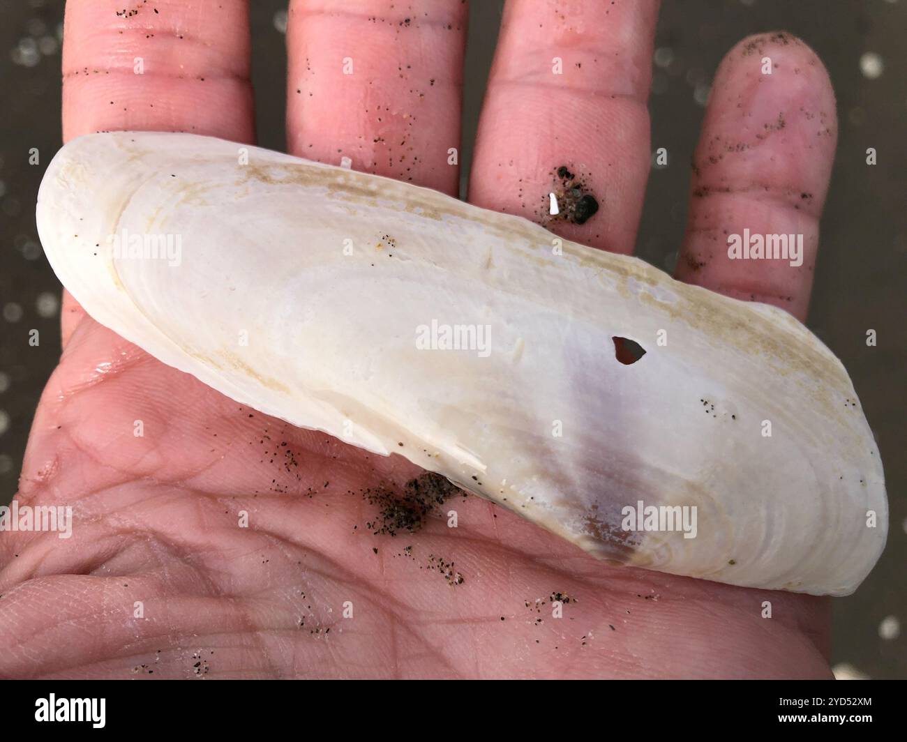 Pacific Razor Clam (Siliqua patula Stock Photo - Alamy