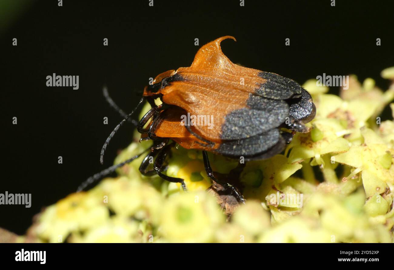 Netwing Beetles (Lycus Stock Photo - Alamy