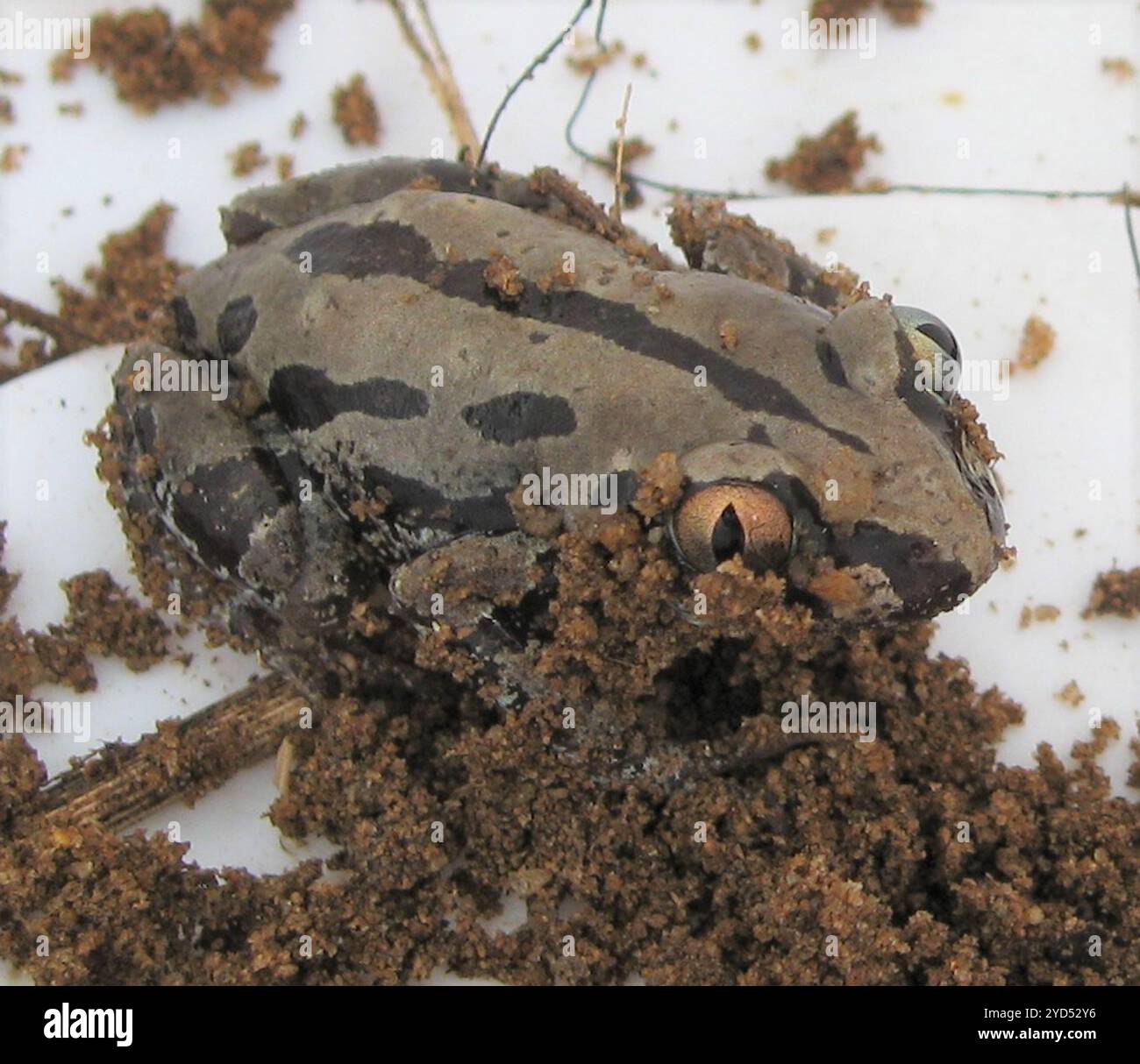 Senegal Running Frog (Kassina senegalensis Stock Photo - Alamy