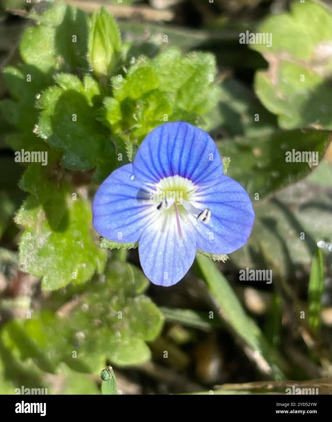bird's-eye speedwell (Veronica persica Stock Photo - Alamy