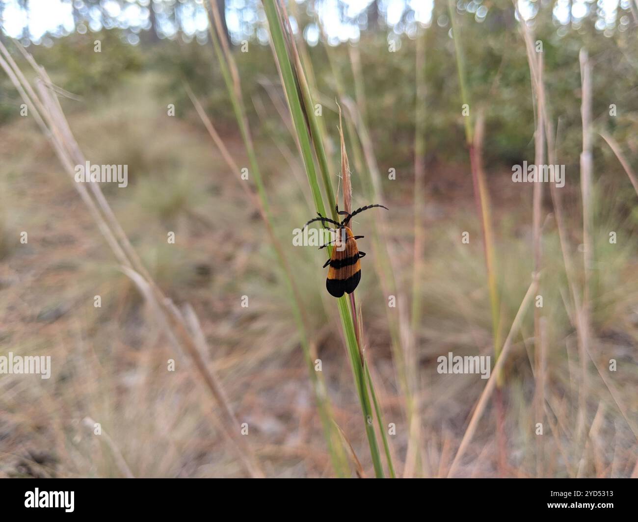 Reticulated Net-winged Beetle (Calopteron reticulatum Stock Photo - Alamy