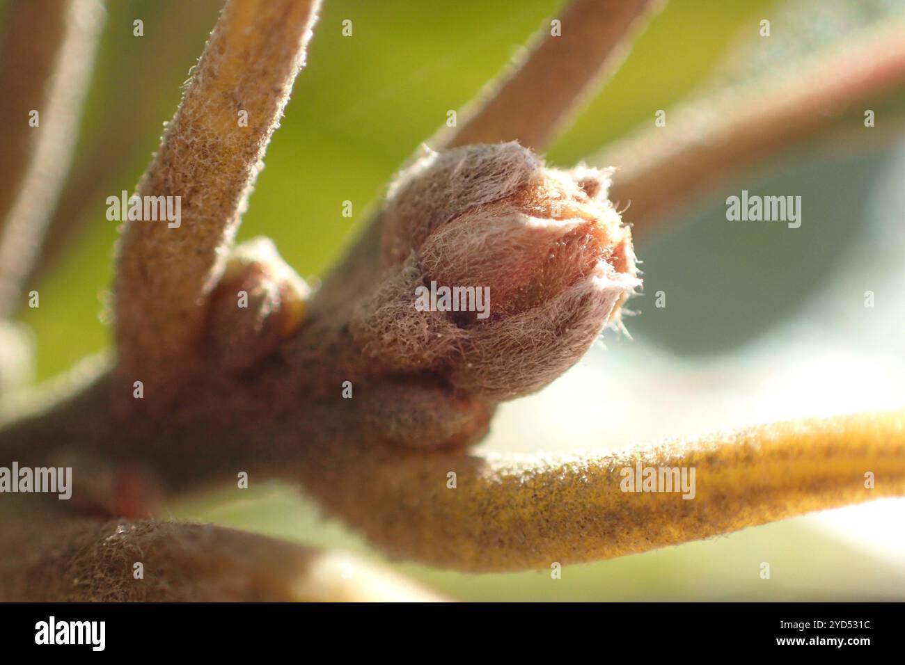 Swamp Bay (Persea palustris Stock Photo - Alamy