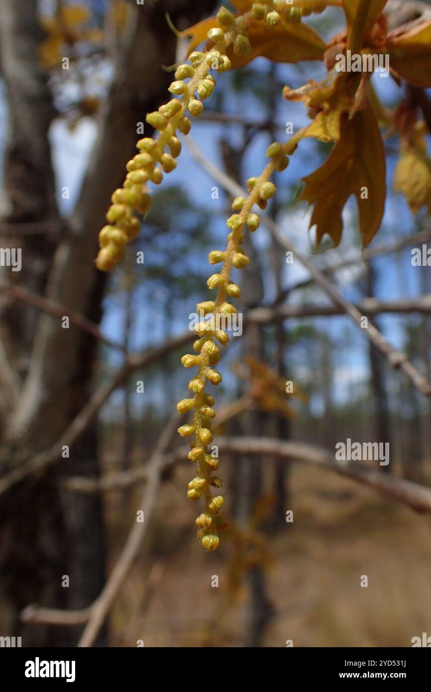 American turkey oak (Quercus laevis Stock Photo - Alamy