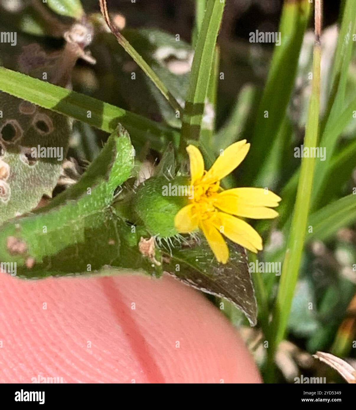 straggler daisy (Calyptocarpus vialis Stock Photo - Alamy