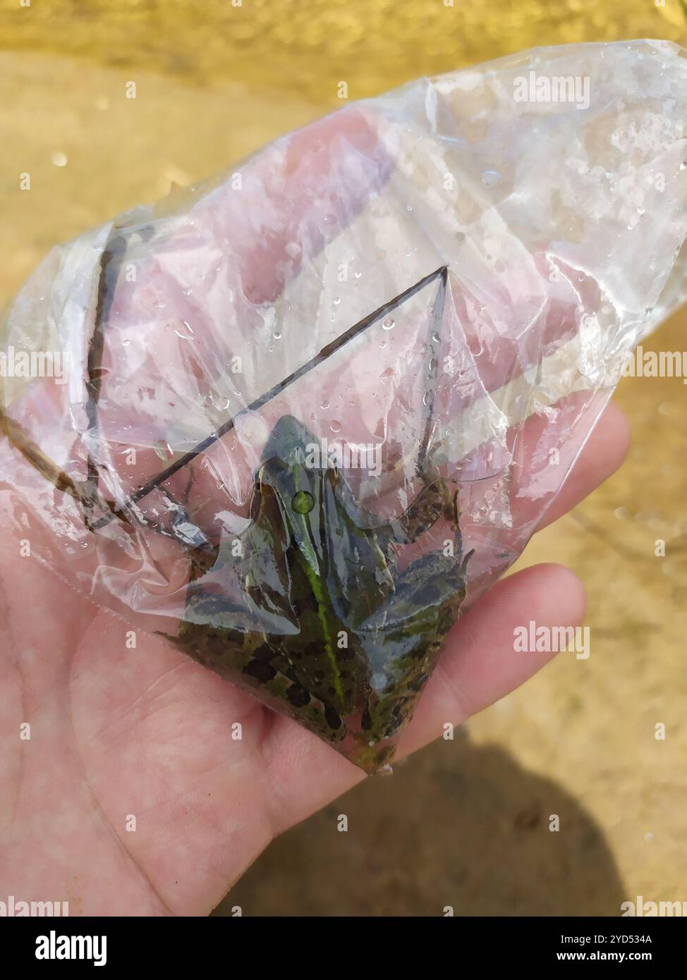 Common River Frog (Amietia delalandii Stock Photo - Alamy