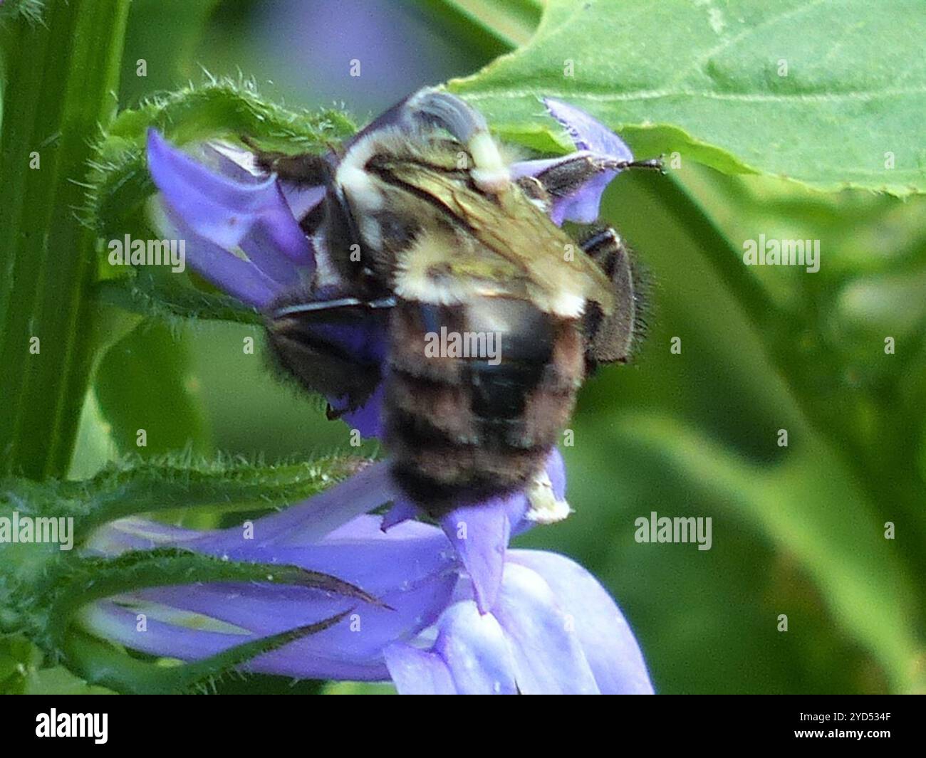 Common Eastern Bumble Bee (Bombus impatiens Stock Photo - Alamy