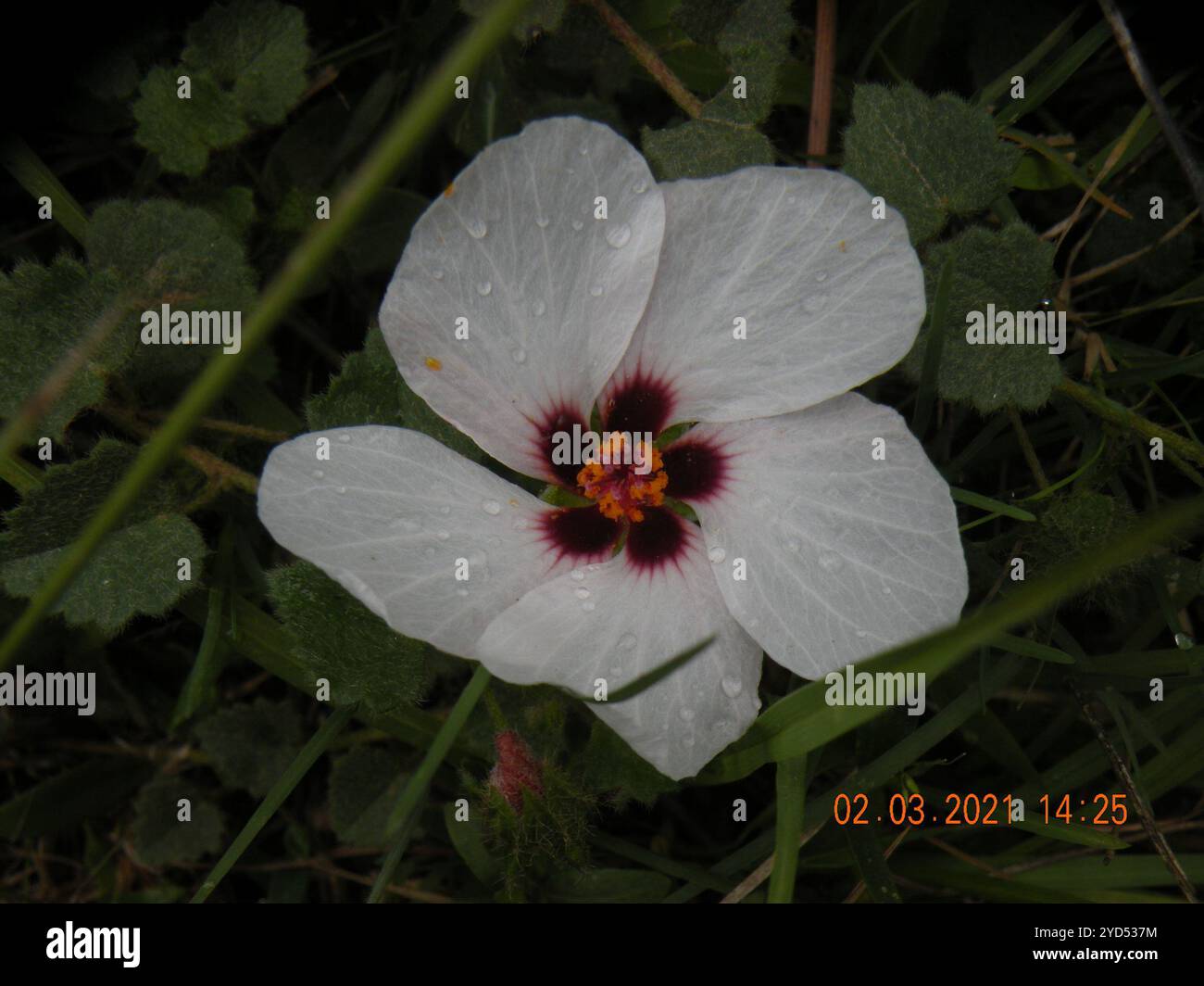 Spearleaf Swampmallow (Pavonia hastata Stock Photo - Alamy