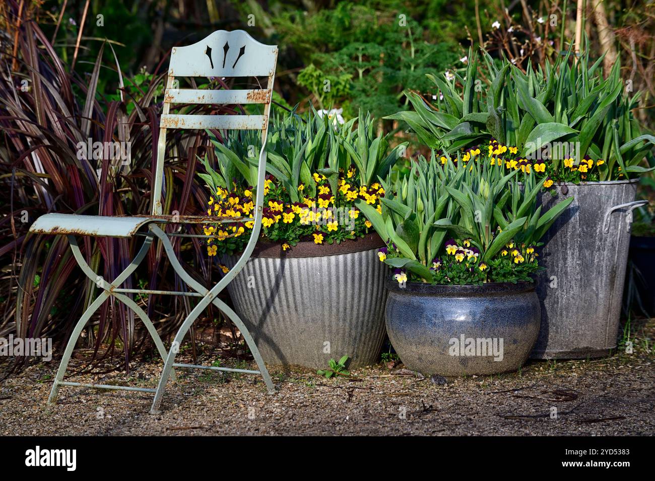 Pots full of pansies hi-res stock photography and images - Alamy