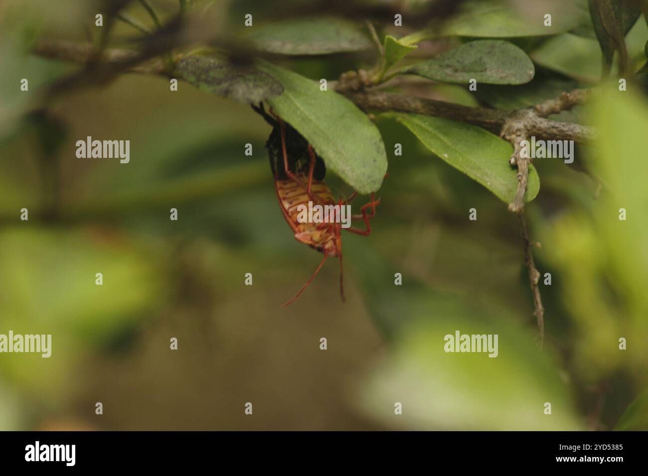 Stink Bugs, Shield Bugs, and Allies (Pentatomoidea Stock Photo - Alamy