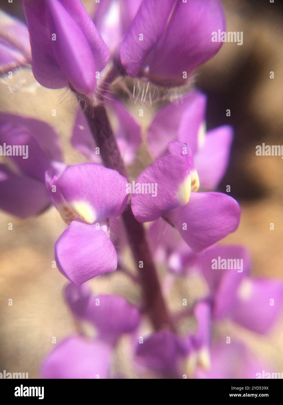 Arizona lupine (Lupinus arizonicus Stock Photo - Alamy