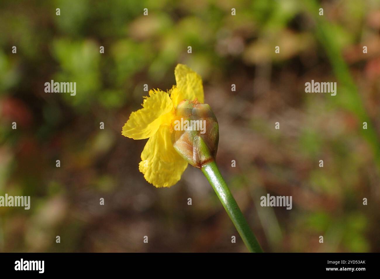 Carolina Yellow-eyed Grass (Xyris caroliniana Stock Photo - Alamy