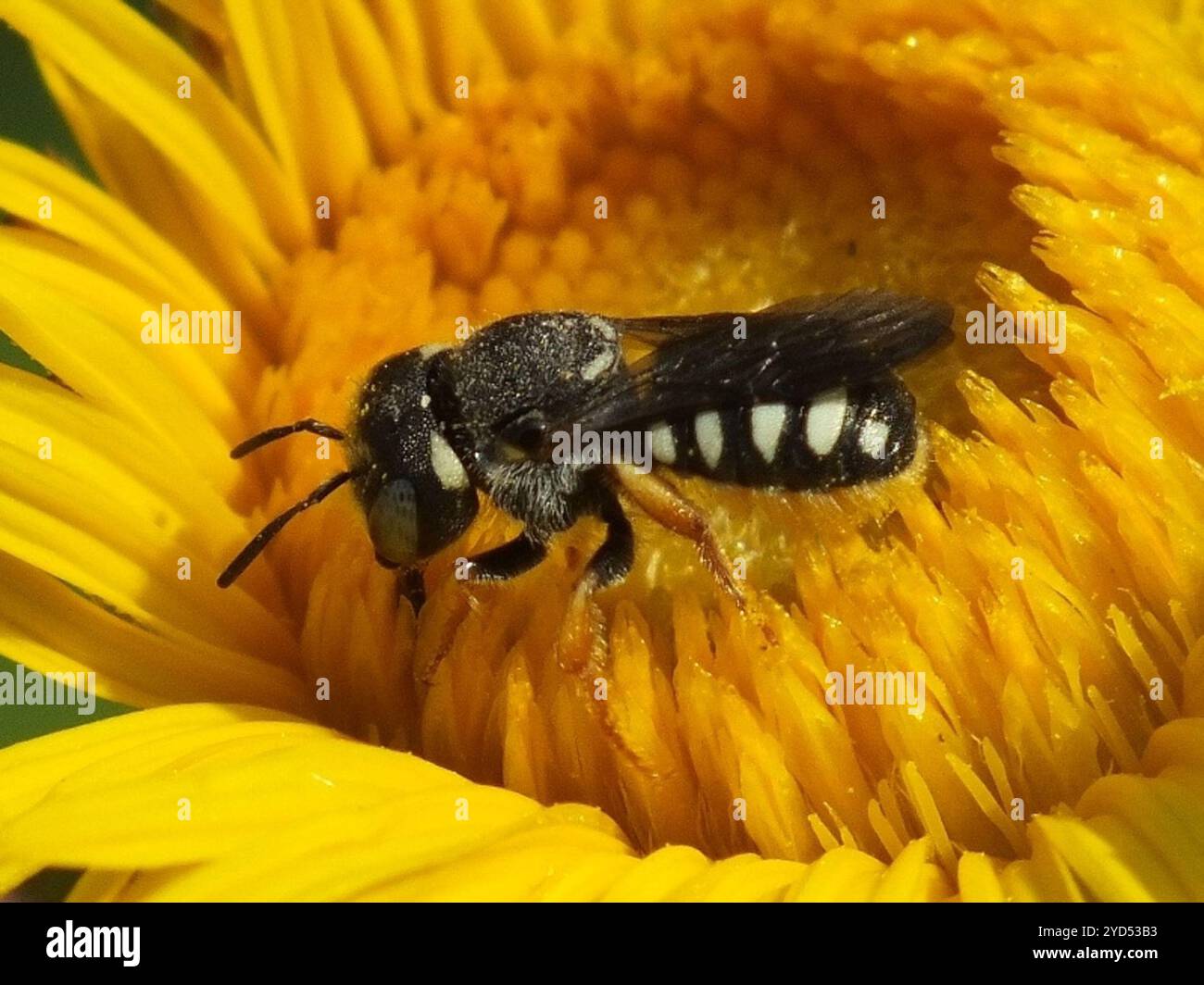 European Small-Woolcarder (Pseudoanthidium nanum Stock Photo - Alamy