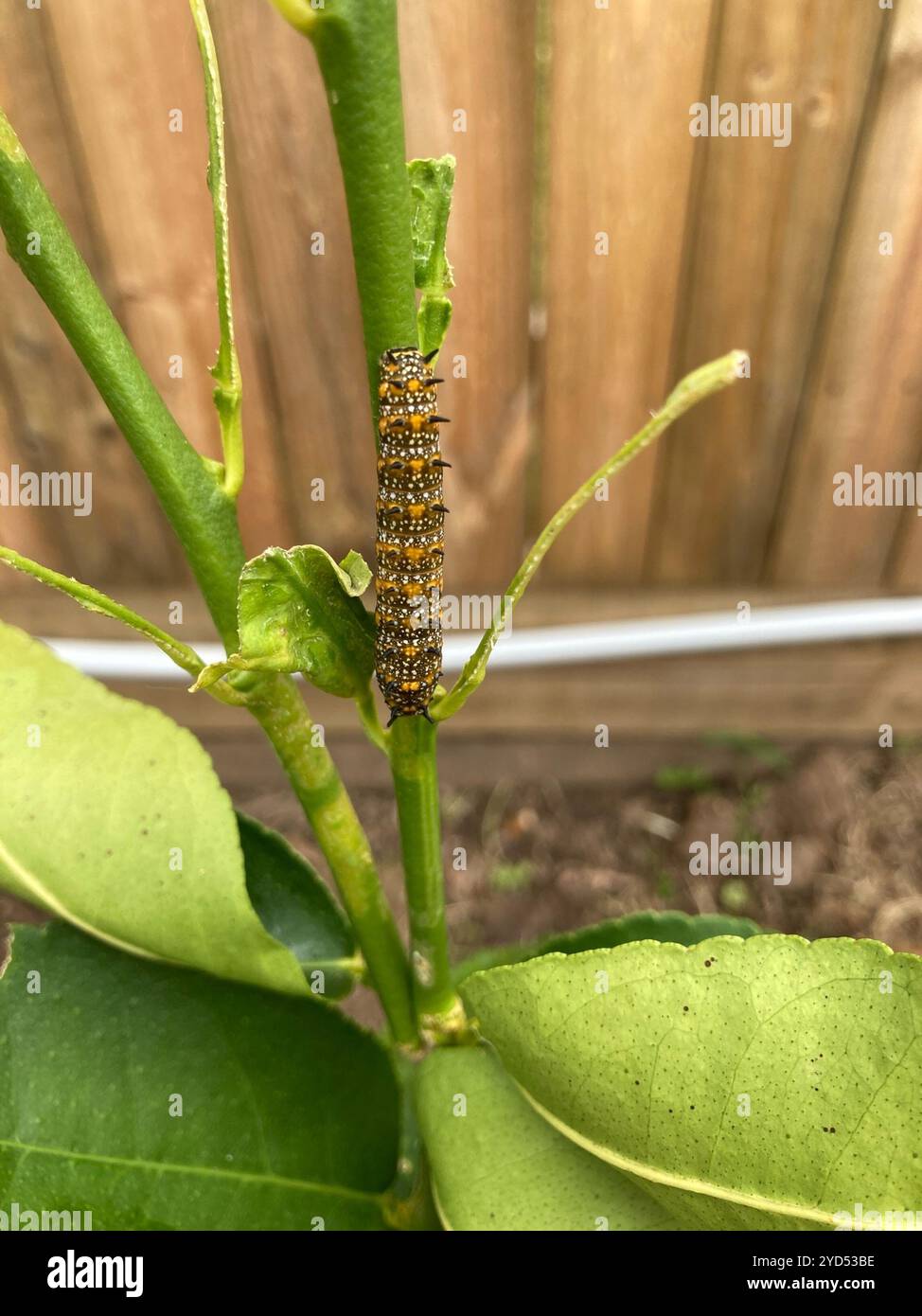 Dainty Swallowtail (Papilio anactus Stock Photo - Alamy
