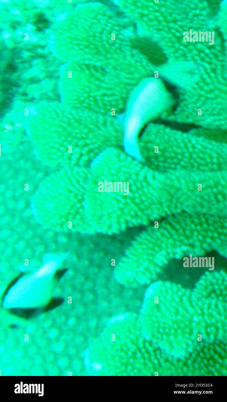 Indian Dascyllus (Dascyllus carneus Stock Photo - Alamy