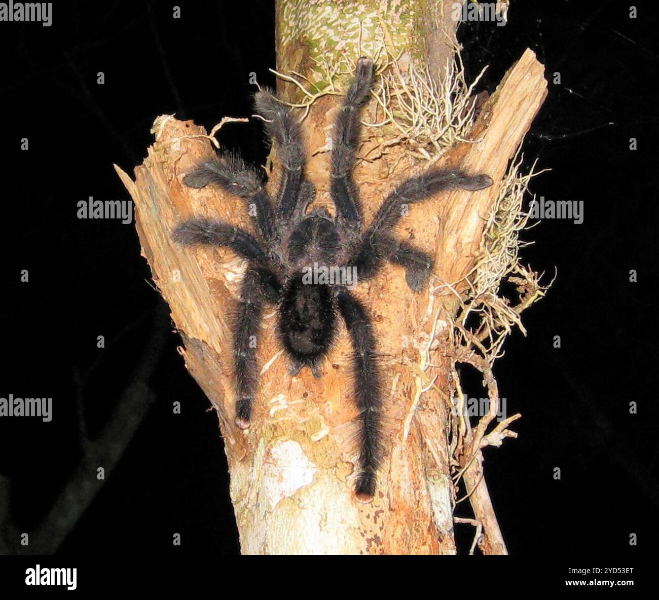 Yellow-banded Pinktoe Tarantula (Avicularia juruensis Stock Photo - Alamy
