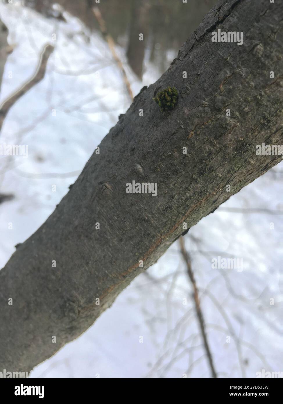 Dwarf Hackberry (Celtis tenuifolia Stock Photo - Alamy