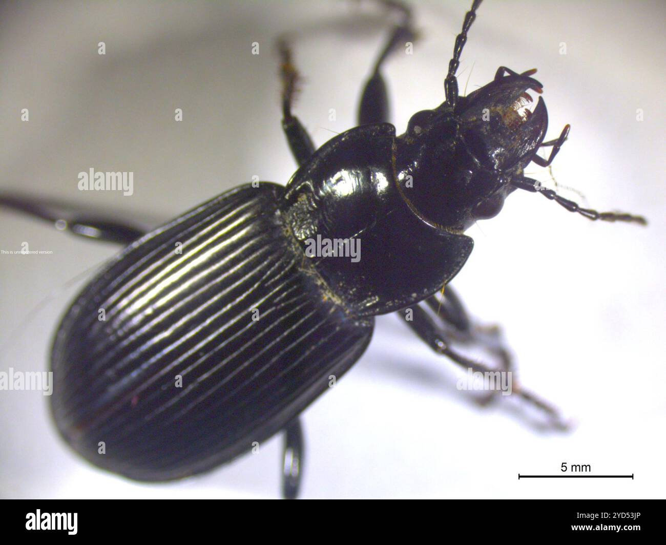 Rain Beetle (Pterostichus melanarius Stock Photo - Alamy