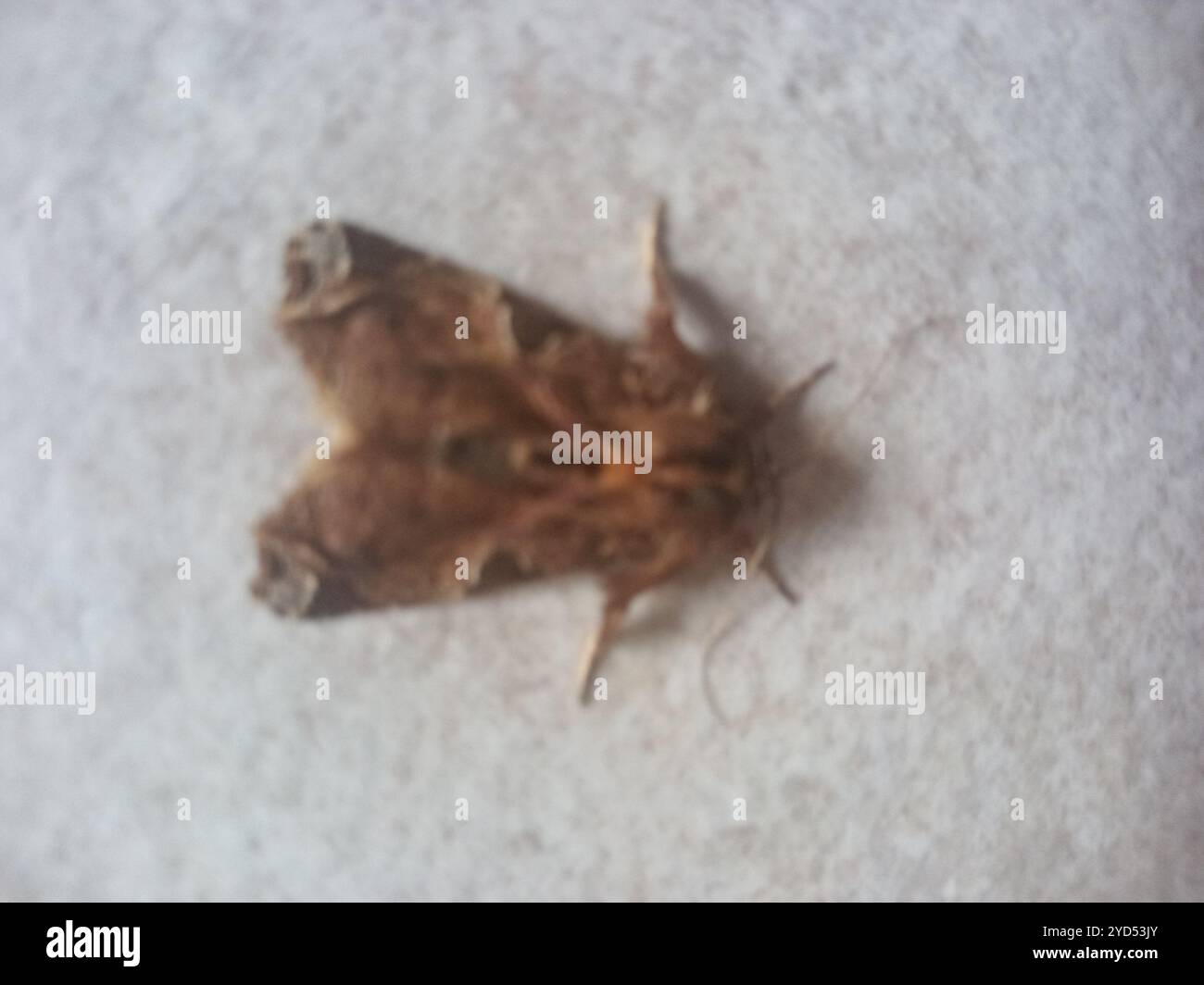 Fern Moths (Callopistria Stock Photo - Alamy