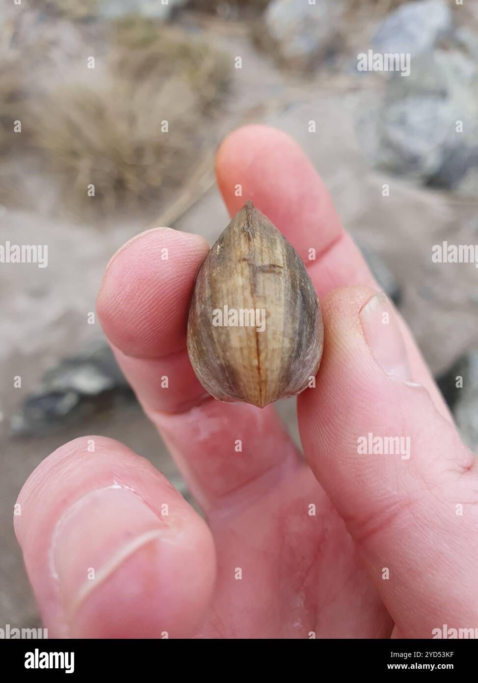 Atlantic Rangia (Rangia cuneata Stock Photo - Alamy