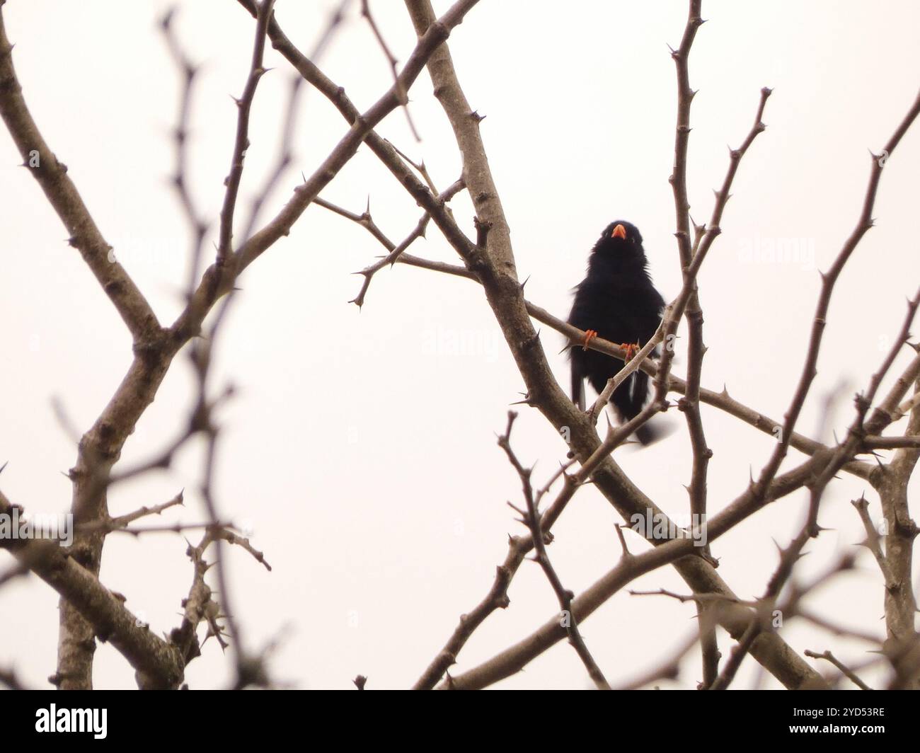 Village indigobird hi-res stock photography and images - Alamy