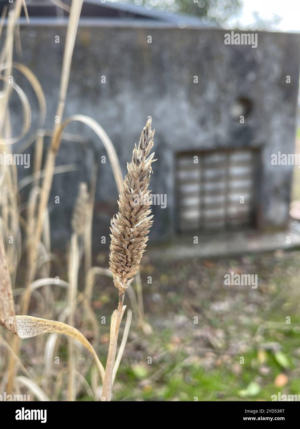 Phalaris aquatica hi-res stock photography and images - Alamy