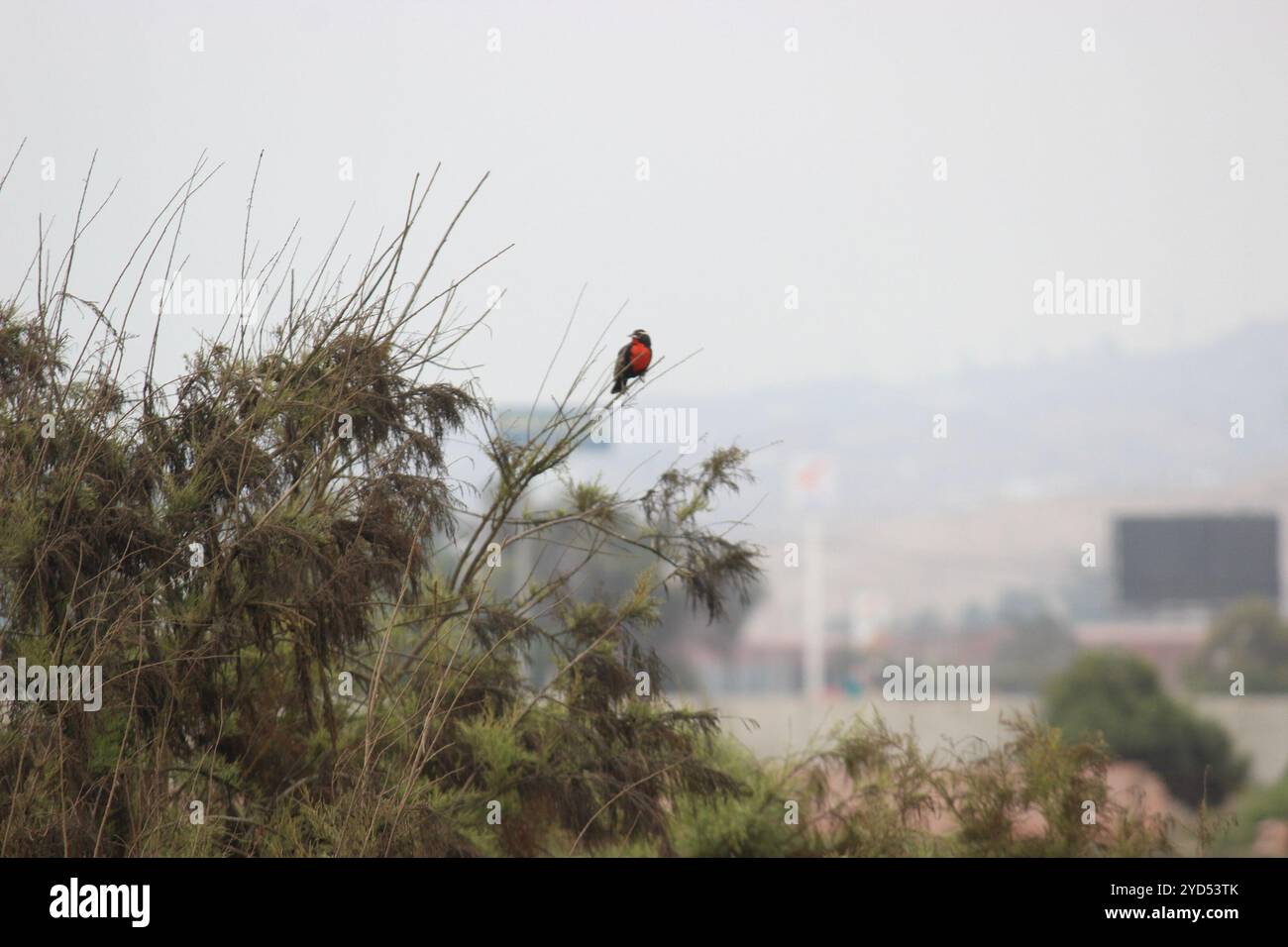 Peruvian meadowlark leistes bellicosus hi-res stock photography and ...