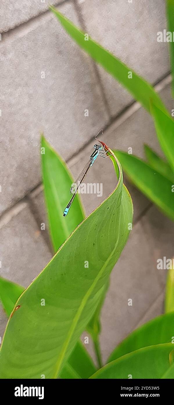 Narrow-winged Damselflies (Coenagrionidae Stock Photo - Alamy
