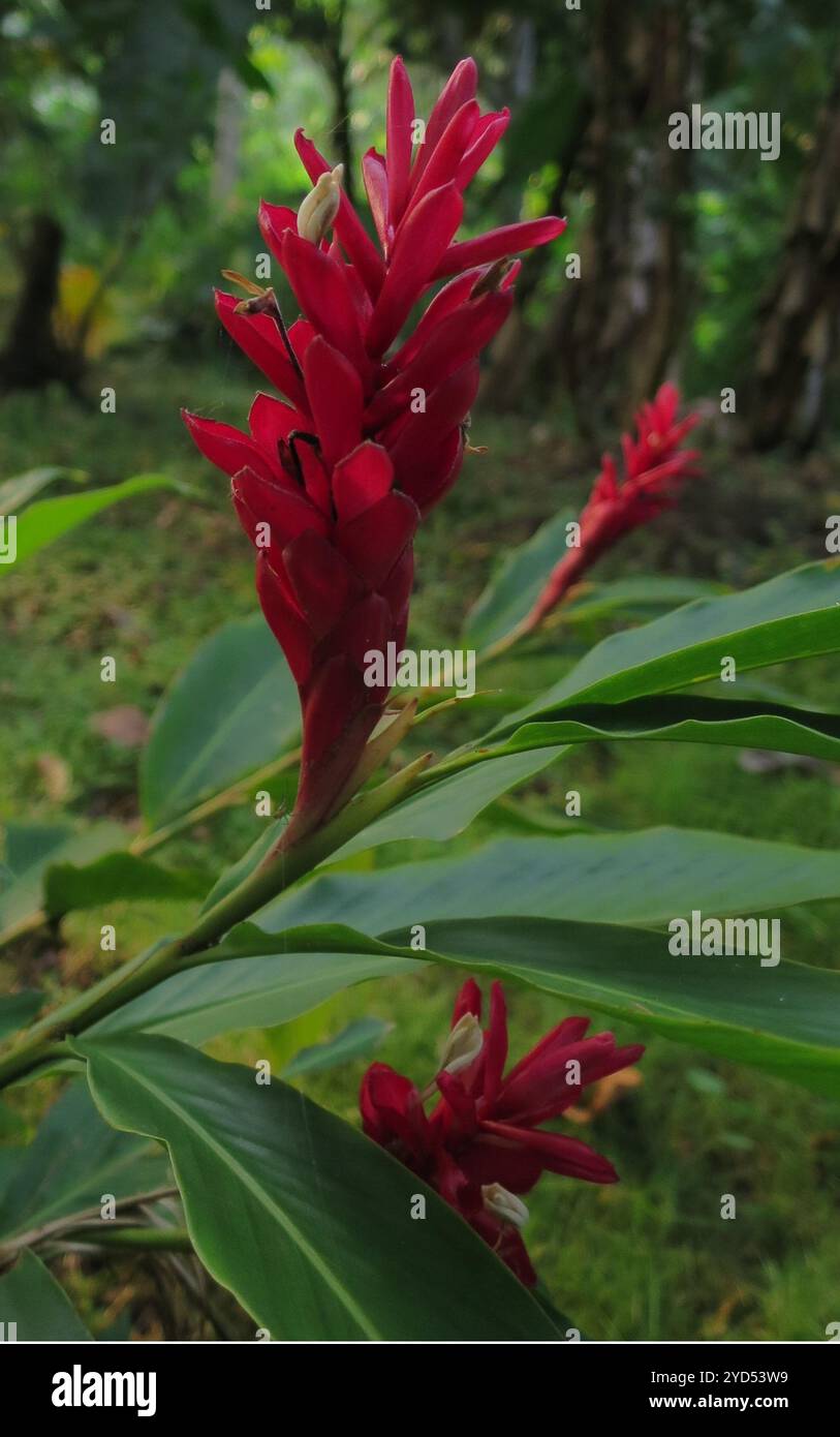 Red Ginger (Alpinia purpurata Stock Photo - Alamy