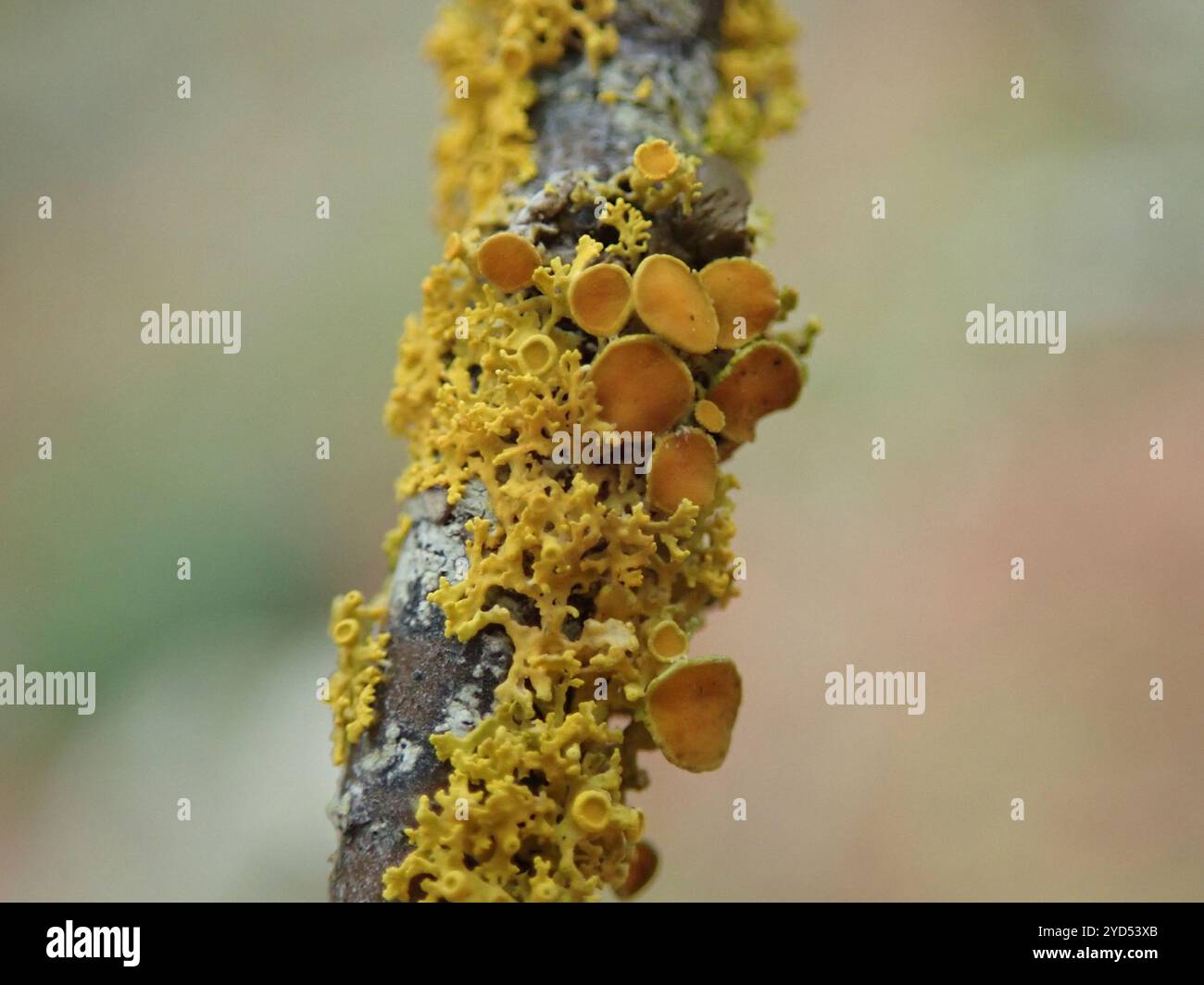 Pin-cushion Sunburst Lichen (Polycauliona polycarpa Stock Photo - Alamy