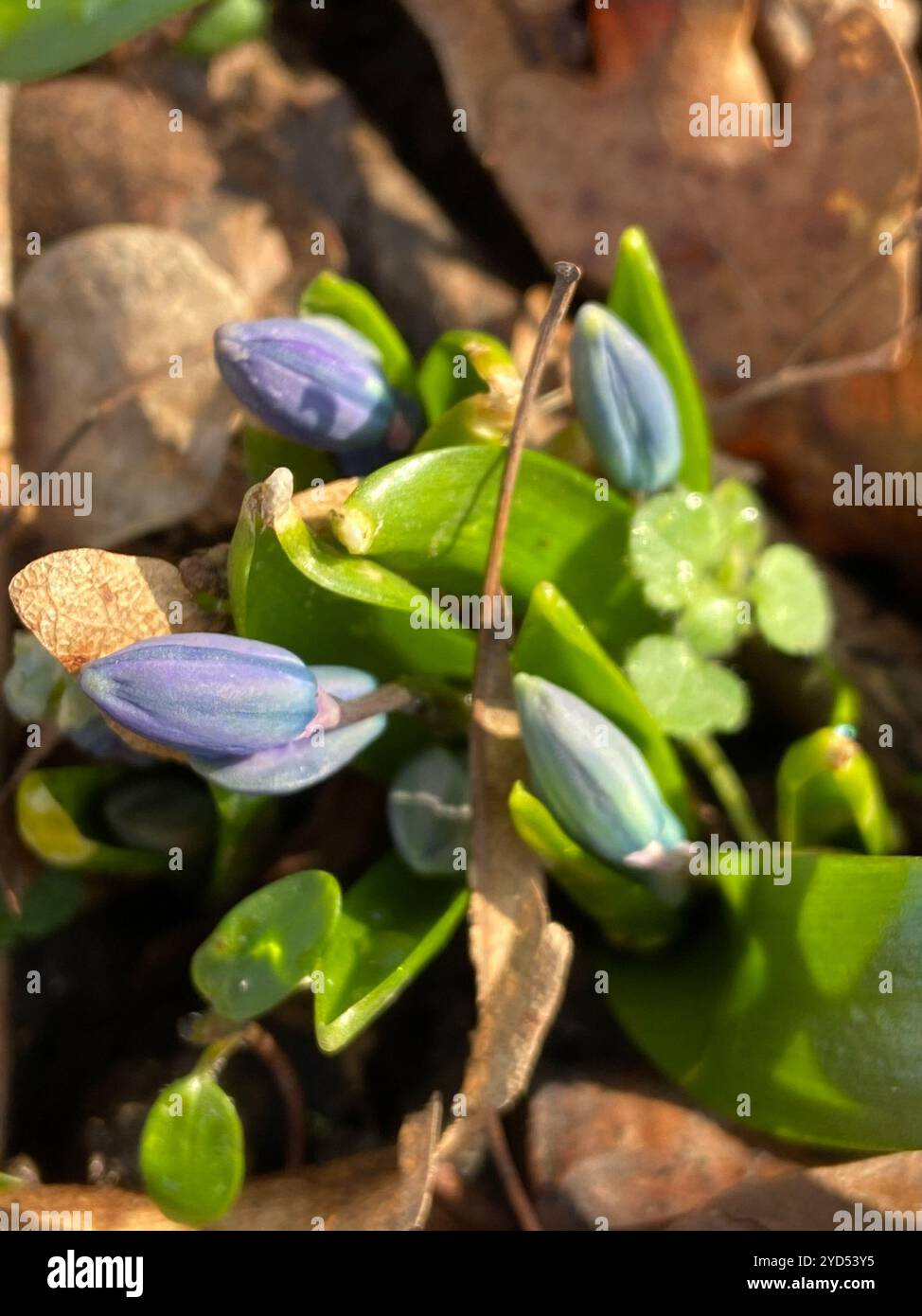 Siberian squill (Scilla siberica Stock Photo - Alamy